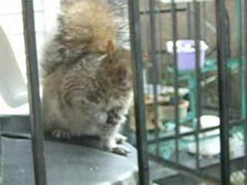 Jack Squirrel - YouTube