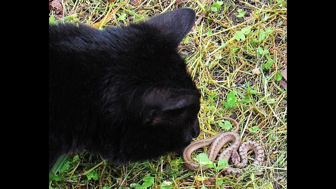 Country Cats - YouTube