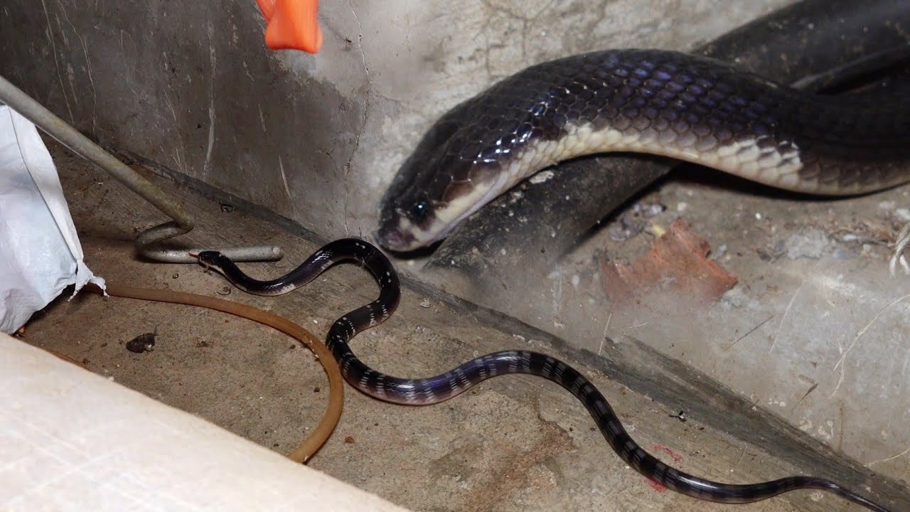 कोबरा सांप से 6 से 7 गुना ज्यादा जहरीला सांप, इसका काटा बचना मुश्किल ...