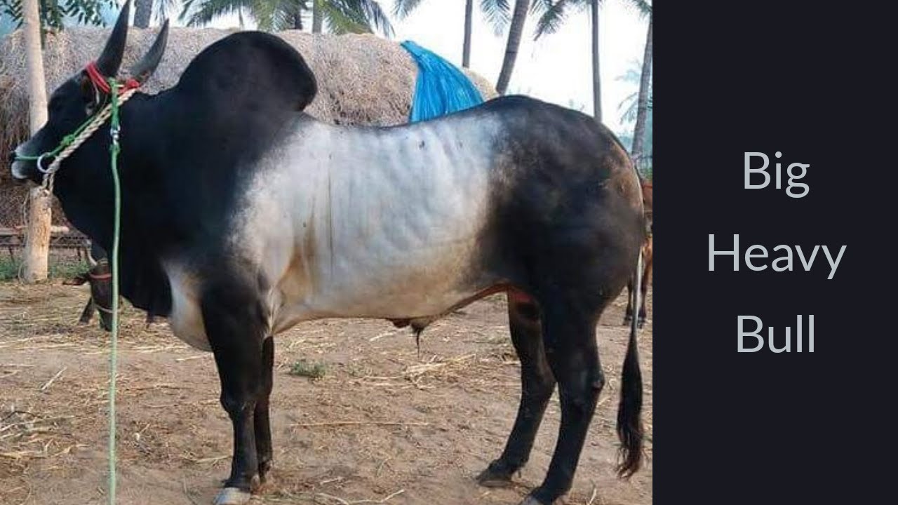 Heavy Kangayam Bull from Andhra Pradesh | Jallikattu | Big Bakra Team ...