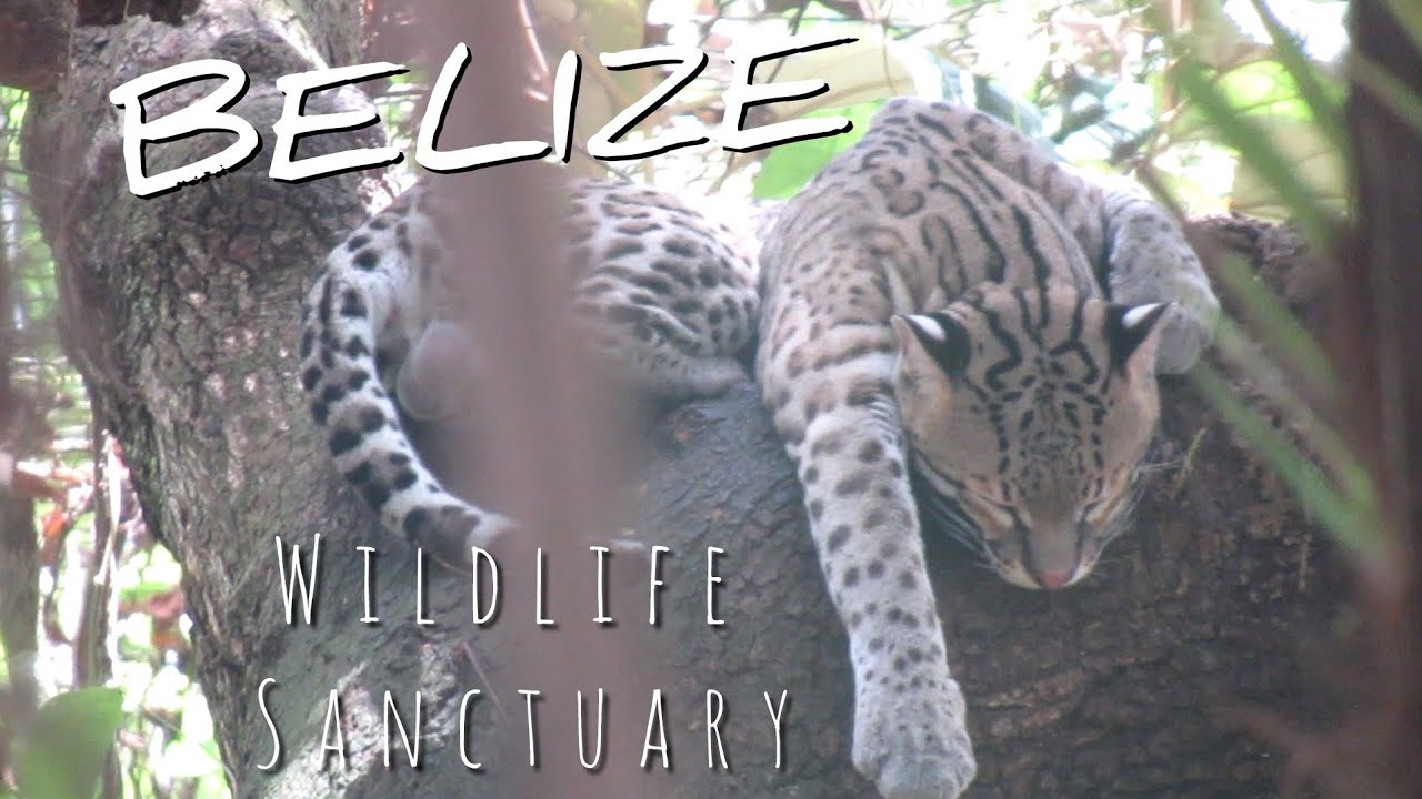 Native Animals of BELIZE at the Belize Zoo - YouTube