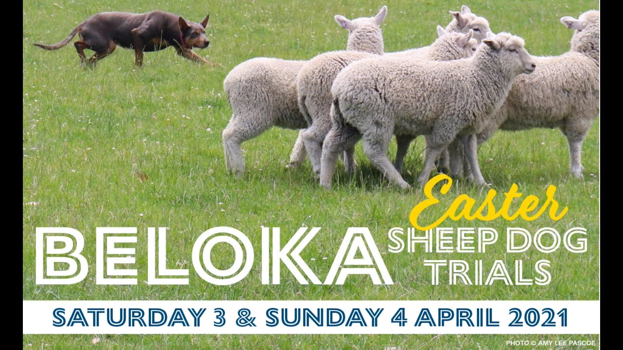 Beloka Easter Sheep Dog Trials 2021 - YouTube
