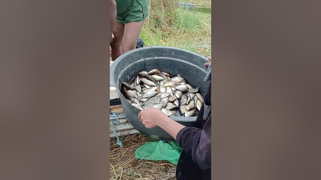 sariwang ISDA - YouTube