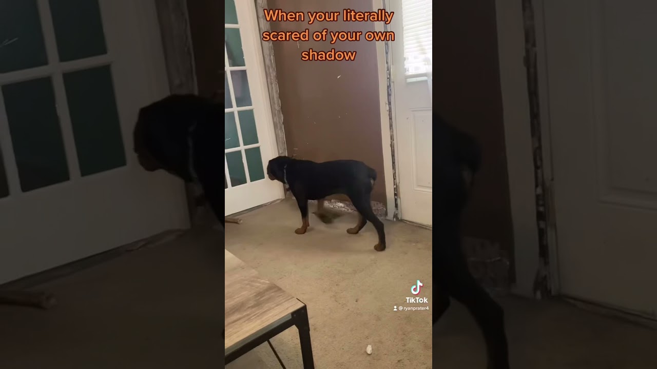Big scary Rottweiler scared of her own shadow - YouTube