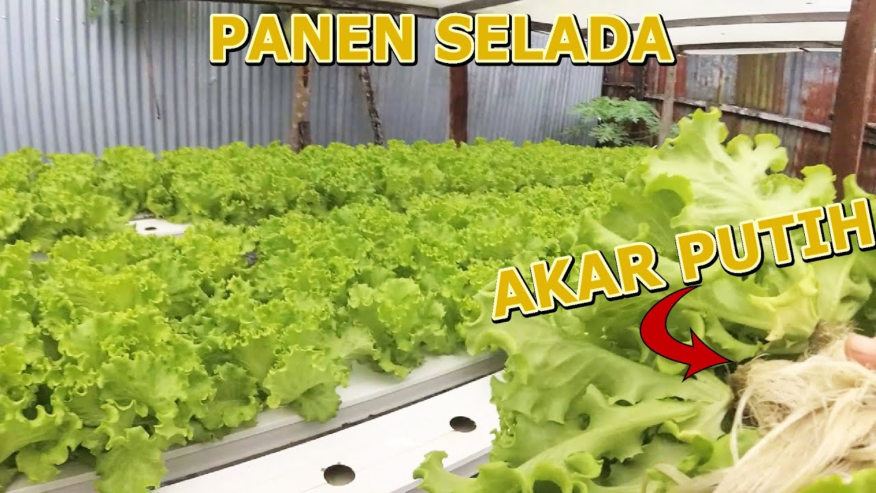 PROSES PANEN SELADA HIDROPONIK AKARNYA PUTIH BERSIH - YouTube