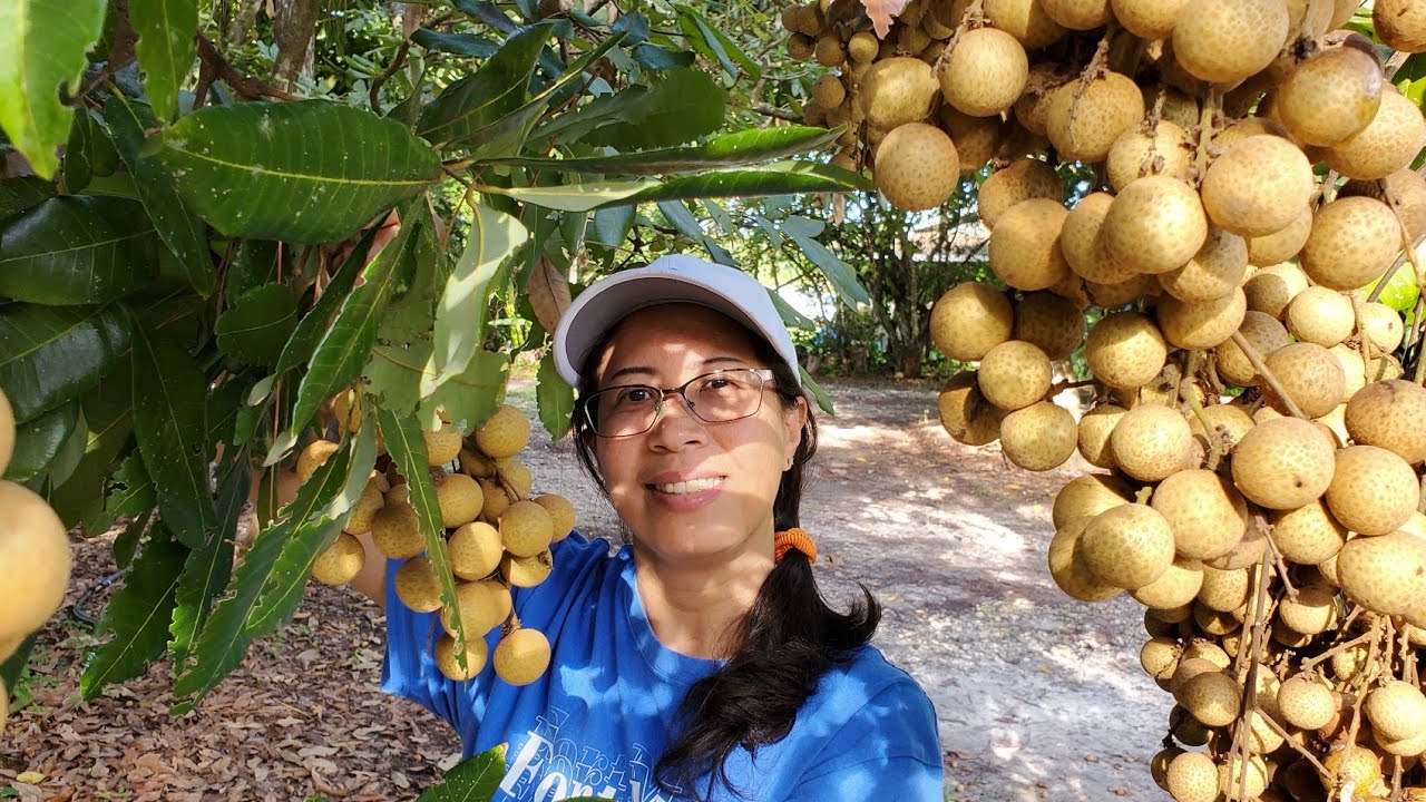 Longan fruit in season | Florida | August 3, 2024 - YouTube