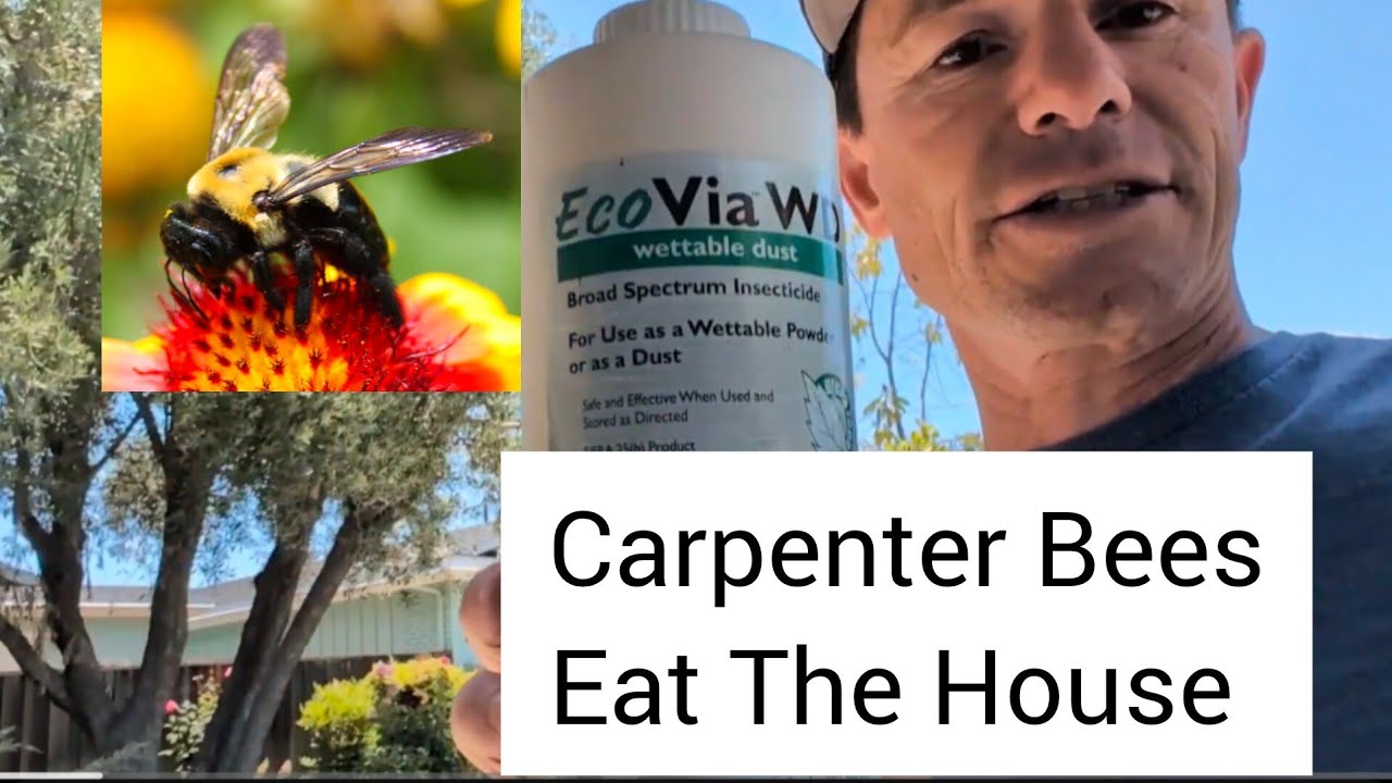 How to Treat Carpenter Bees Under Eaves with Liquid/Dust Insecticides ...