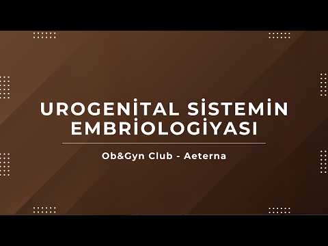 Urogenital  Sistemin Embriologiyası - Ob&Gyn Club