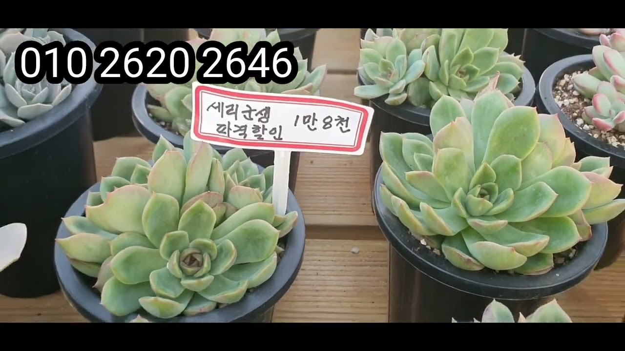 10프로빅쎄일 국민다육 핫한 군생 맛집 구경오세요 주말책임질께요 먼로철화 아르제 온슬로우 해맑음젤리 샤포테 방울금 호피금