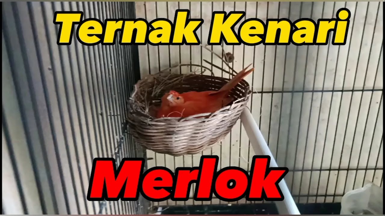 Ternak kenari merlok | beternak kenari merah lokal - YouTube