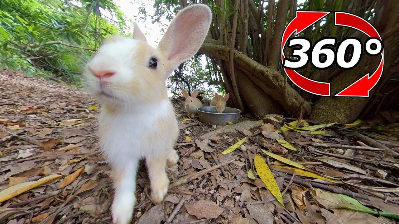 VR 360° | Rabbit "I heard that you can get food, so I came!" - YouTube