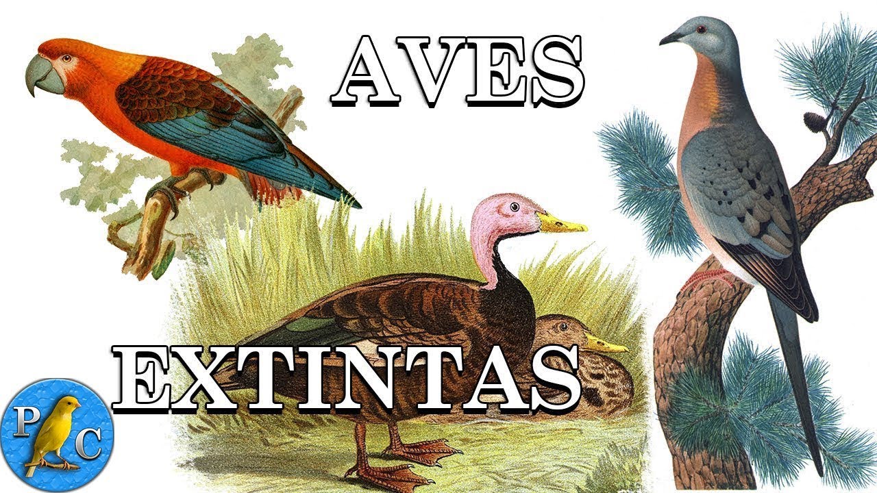 Aves que foram extintas - conheça algumas! #PássaroseCantosOficial ...