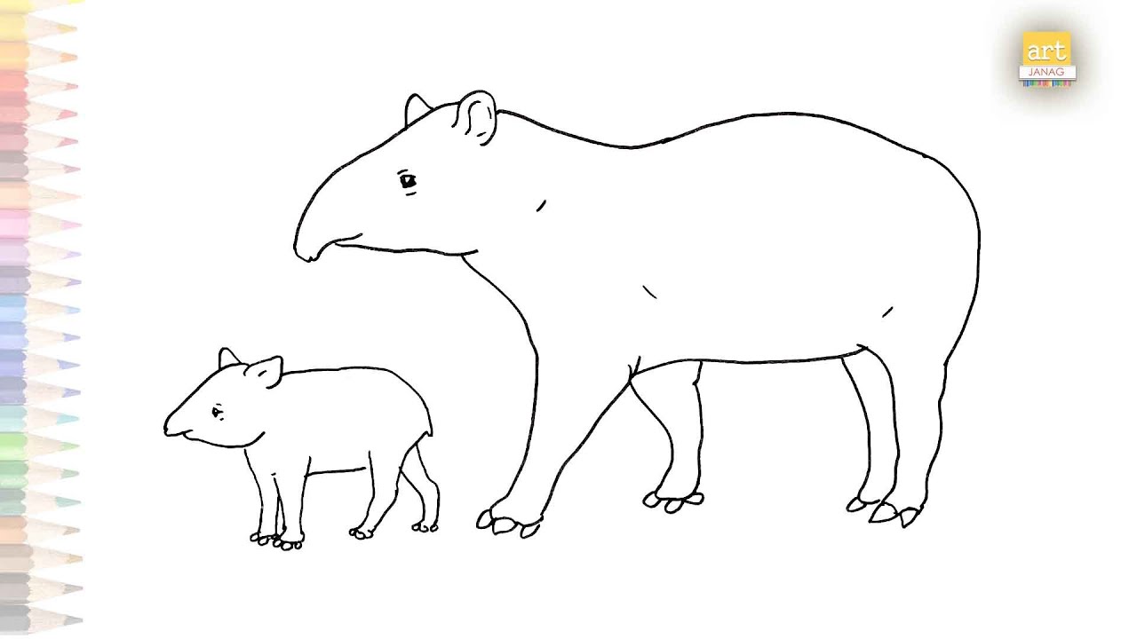 Tapir Drawing
