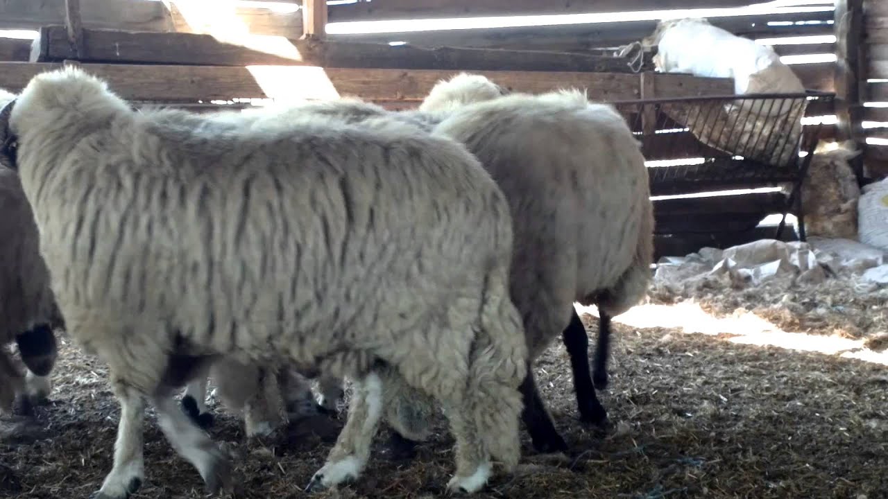 berbeci satu mare - YouTube