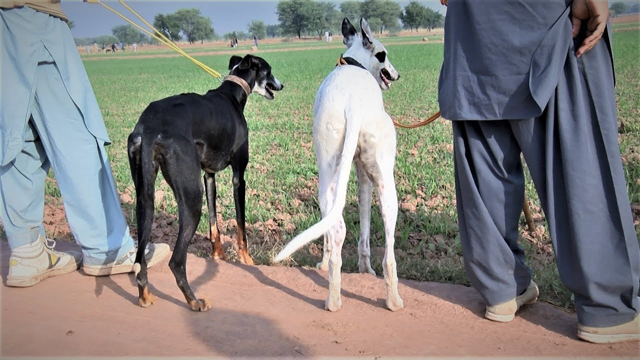 The Hunting Public | Dog Running | Greyhound Racing | High speed Hare ...