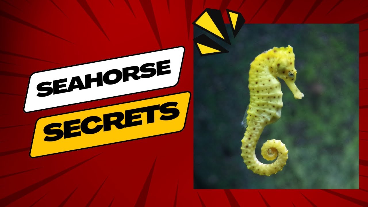 Secrets of Seahorses: Discover Their Mystical World in 3 Minutes! - YouTube