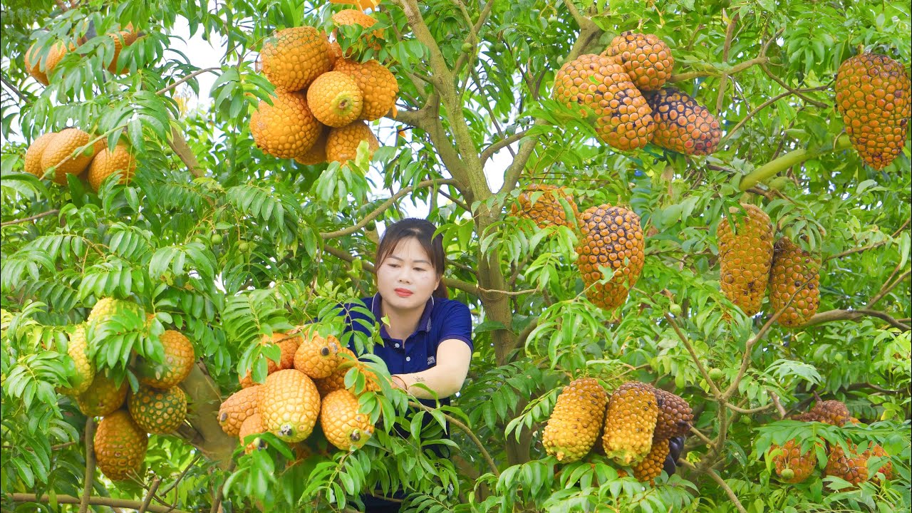 Harvest Young SAU Fruit Go to market sell & Recipe for preparing Sau ...