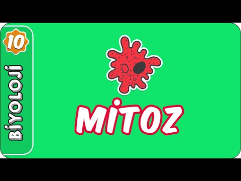 Mitoz | 10. Sınıf Biyoloji