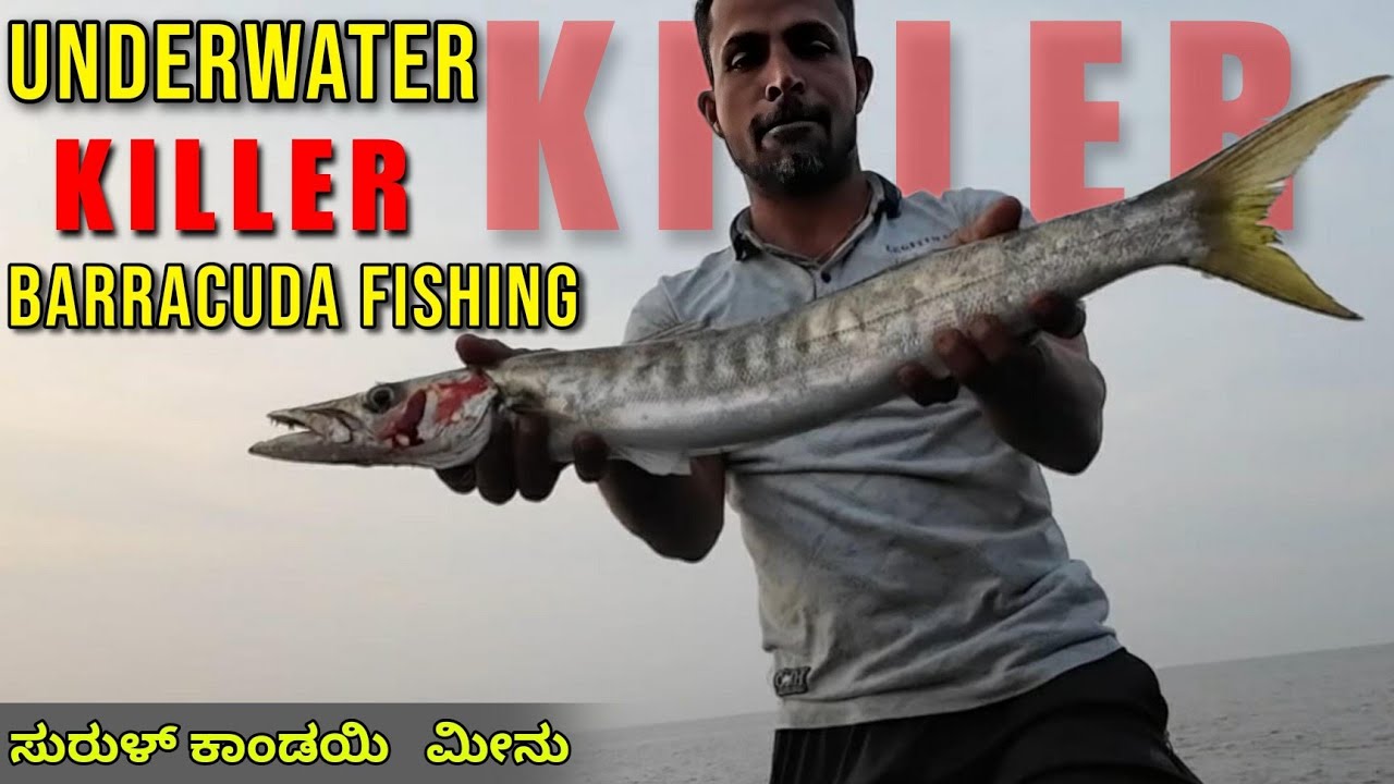Underwater killer barracuda fish | Barracuda fishing | - YouTube