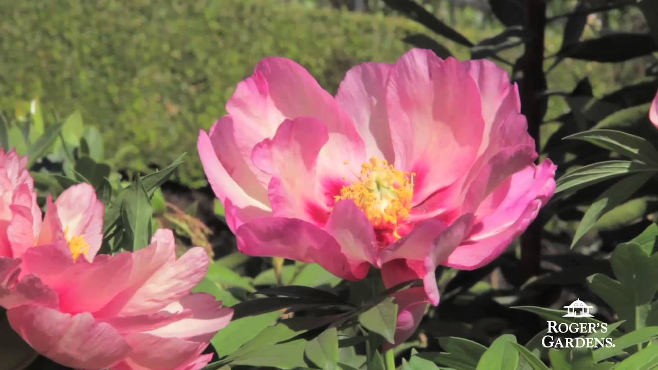 Peonies for Southern California with Nicholas Staddon - YouTube