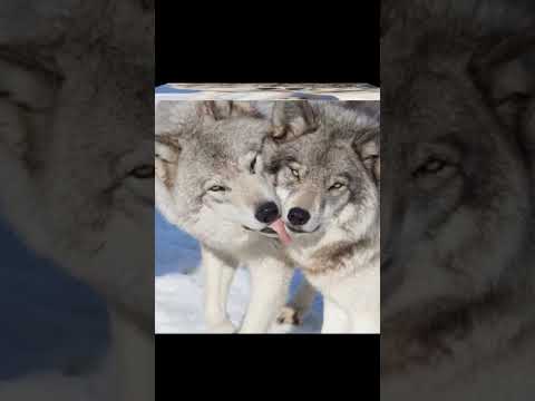 Wolf edit - YouTube