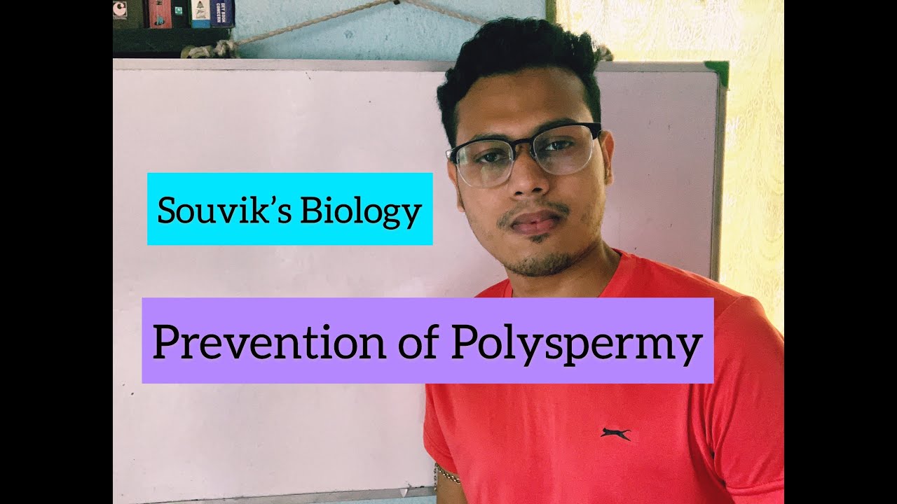 Polyspermy and its prevention || Developmental Biology || Souvik’s ...