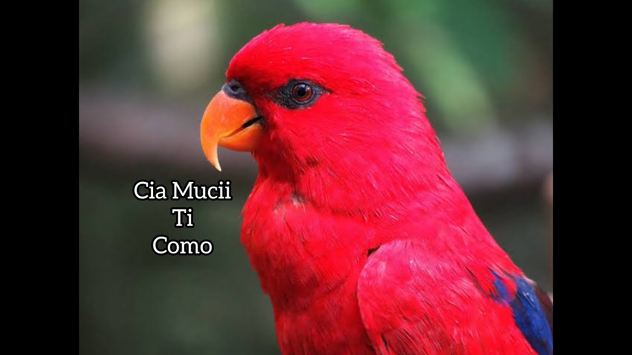 Kikuyu Proverbs, Proverbs, kikuyu Tradition, kikuyu culture, riddles ...