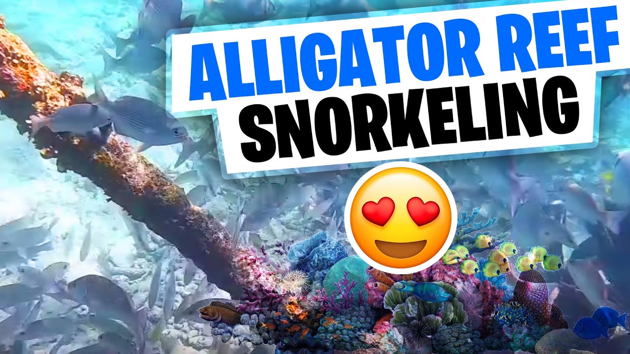 Alligator Reef Snorkeling - Islamorada, FL (July 2020) - YouTube