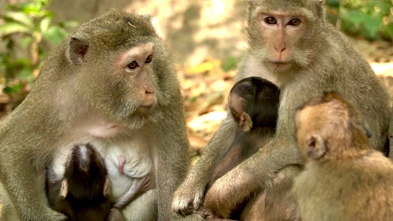 monkey family have new baba #monkey, #animals, #channel, #born, #baby ...