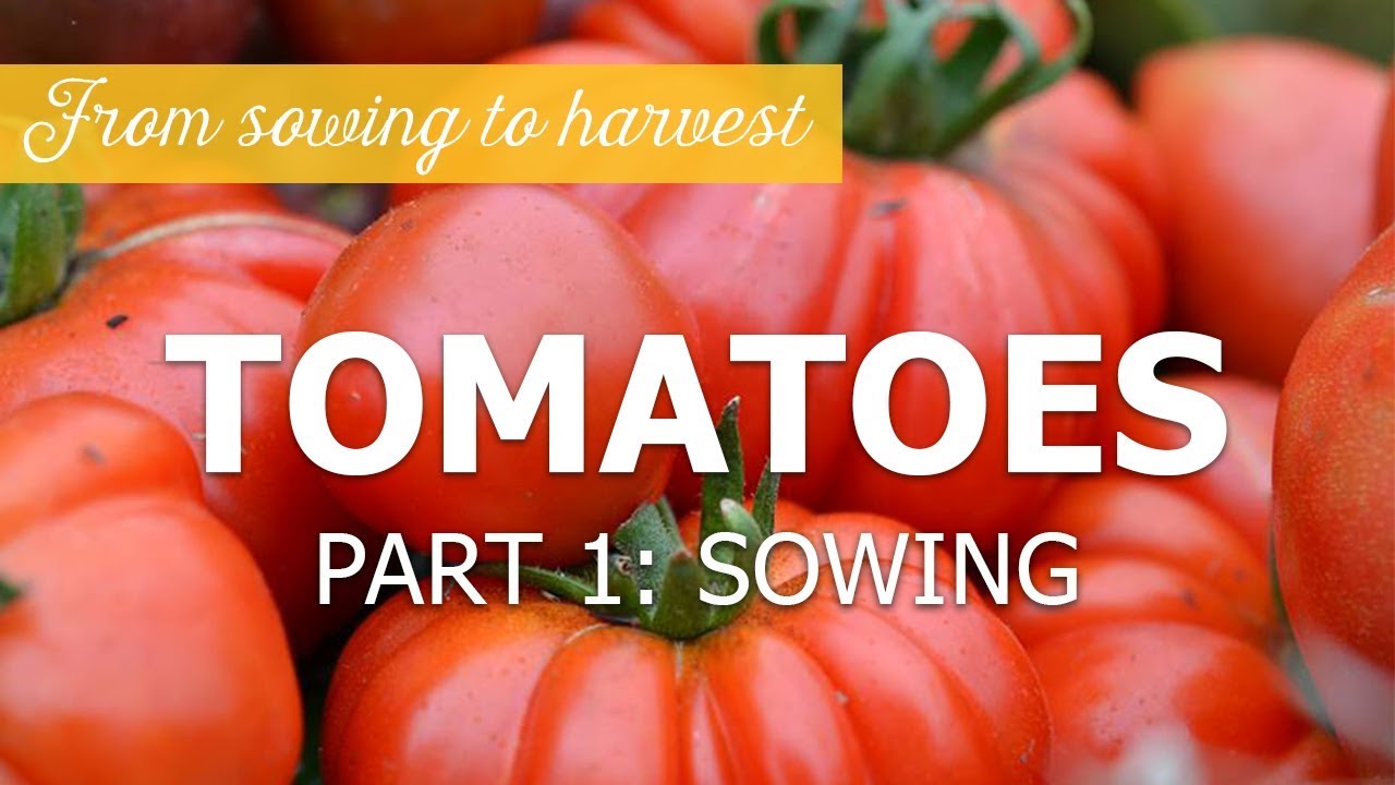 Tomatoes from sowing to harvest: Part 1. Sowing - YouTube