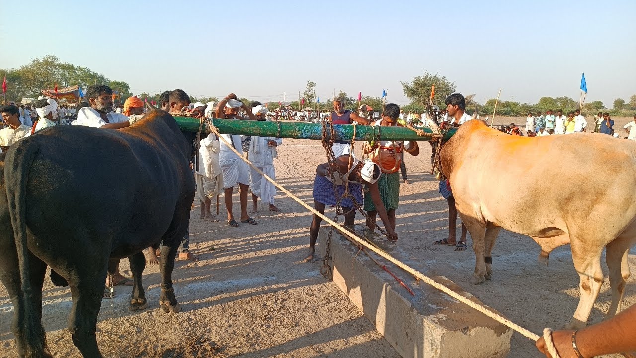 navalkal general bulls race 14va kadi sirwar raichur dist Karnataka ...