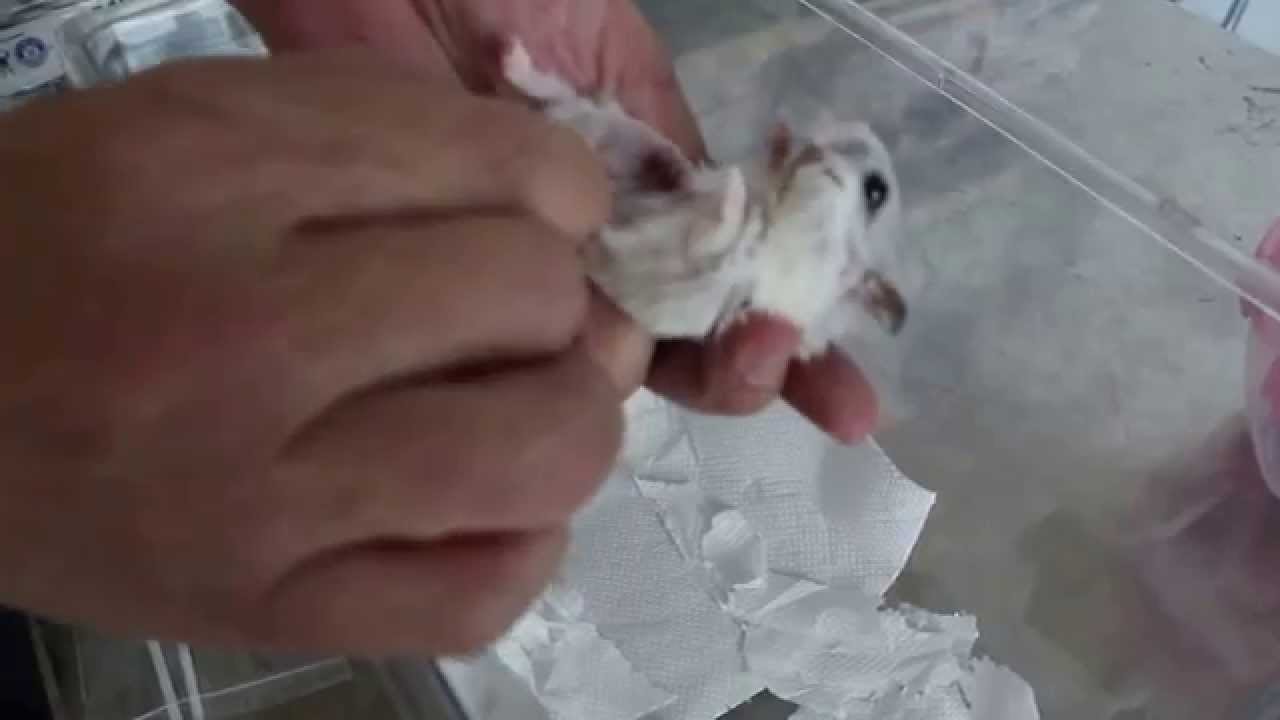 How to clean the hamster's surgical wound Pt 5 - YouTube