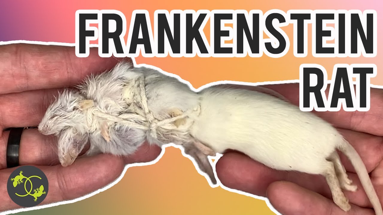 Feeding a Fussy Snake- Mice to Rats - Cookies Critters - YouTube