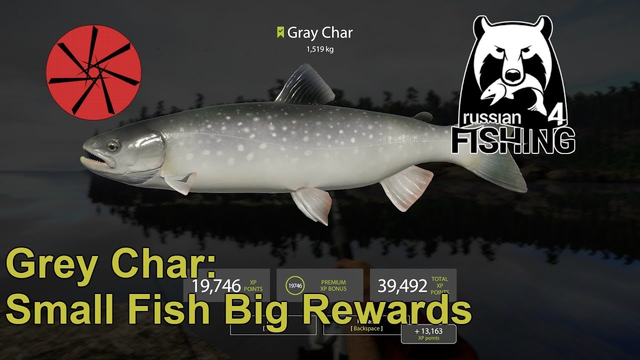 Grey Char - Small Fish, Big Rewards ( Russian Fishing 4 ) - YouTube