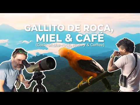 Pájaros Alucinantes, Miel y Buen Café (Birds, Honey & Coffee ...