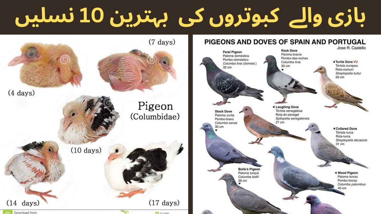 Best Pigeon Breeds For Beginners at Graig White blog