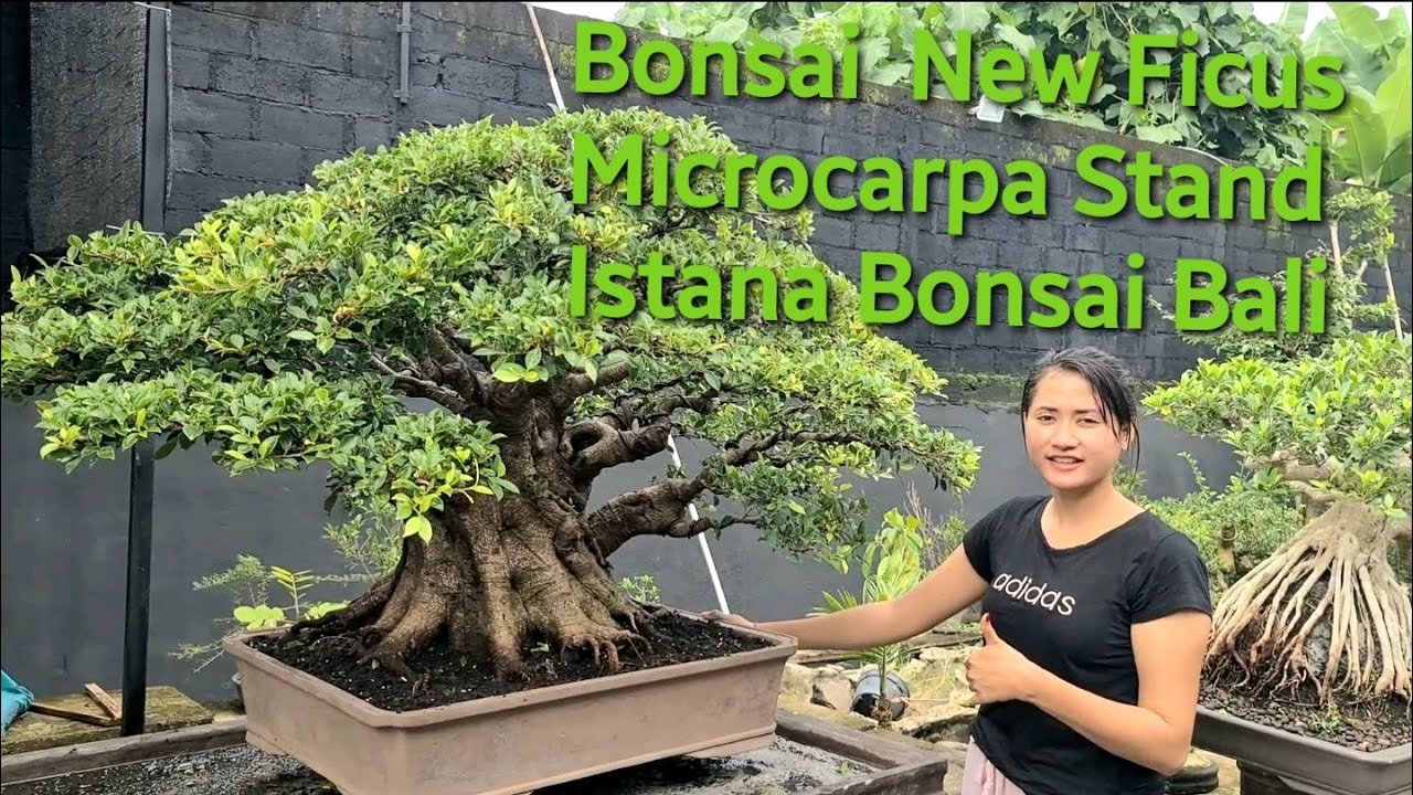 Koleksi Bonsai Terbaru New koleksi istana Bonsai Bali - YouTube