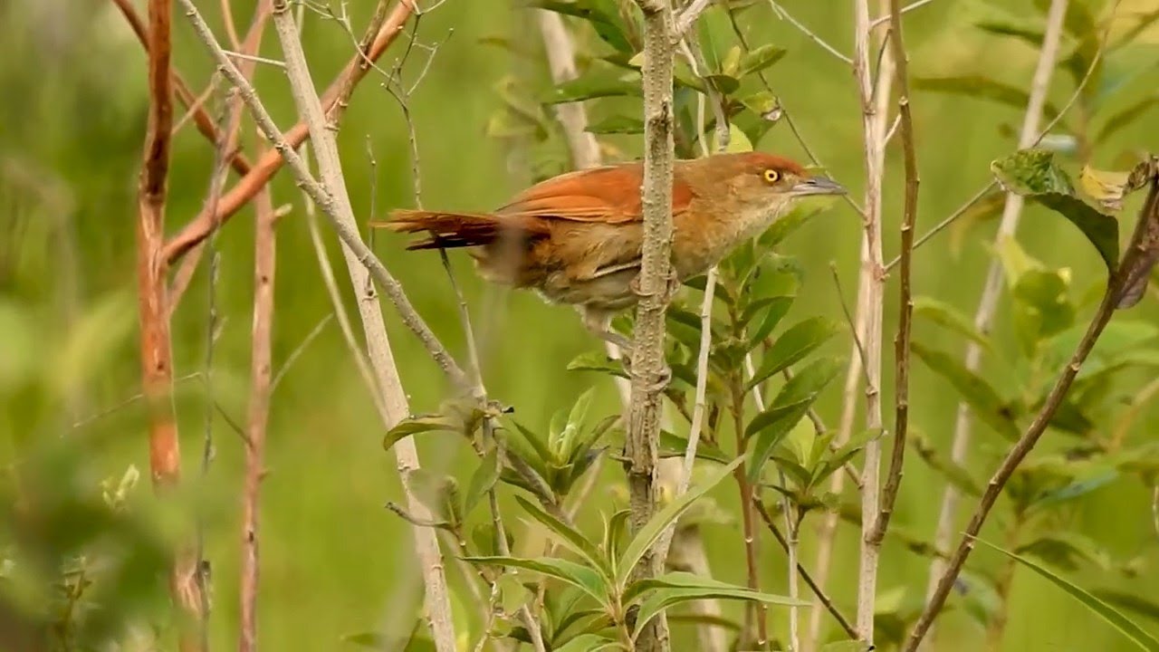 Greater Thornbird Singing (Phacellodomus ruber) Graveteiro Nesting ...