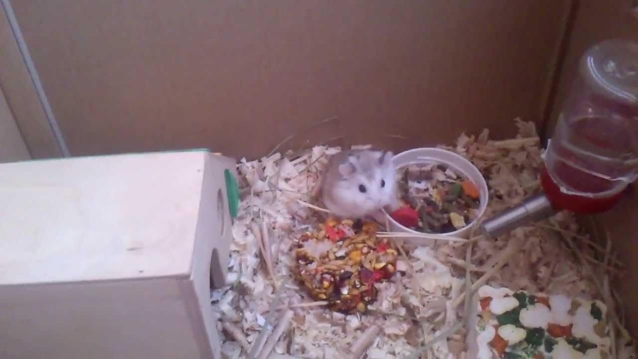 Chomik Roborowskiego - YouTube