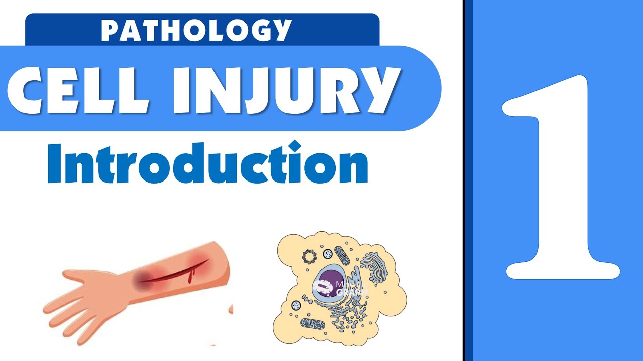Cell injury lecture 1 : introduction - YouTube