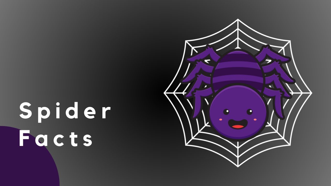 How Spiders Live and Hunt - For Kids - YouTube