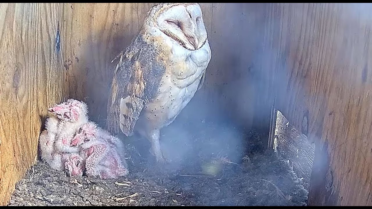 Owl Cuties: Baby barn owl cuddles next to their Mommy. - YouTube