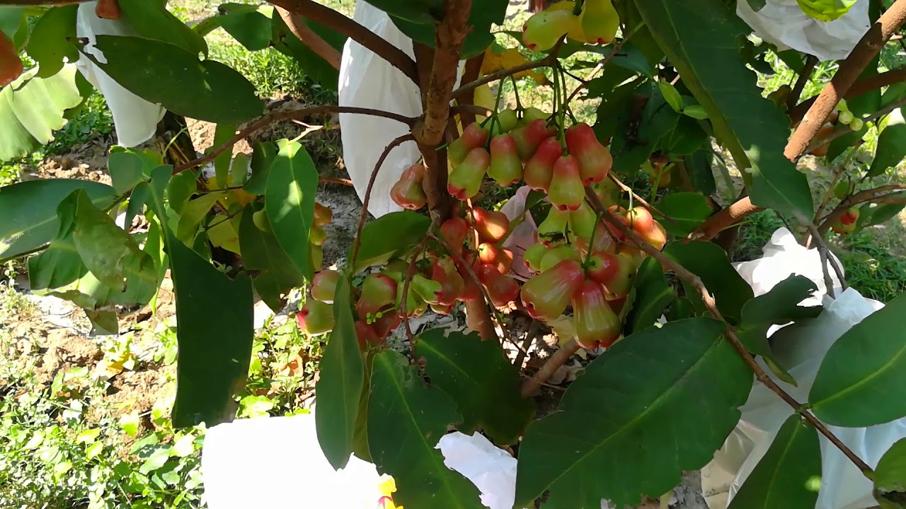 Apple Chamba - YouTube