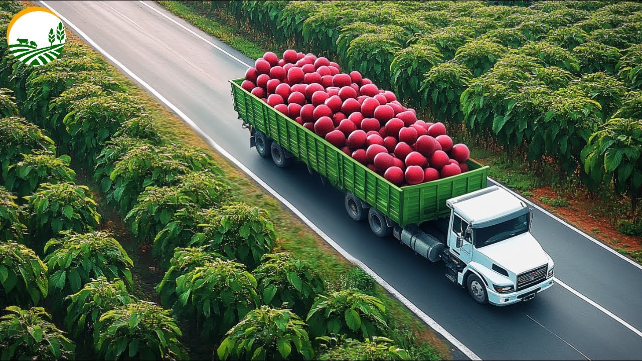 How Amazing US Farmers Harvest Cherry - Cherry Processing in Modern ...