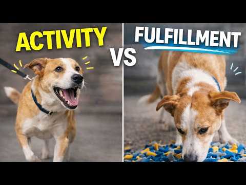 Exercise vs Enrichment for Dogs (Why Your Dog Still Won’t Settle)