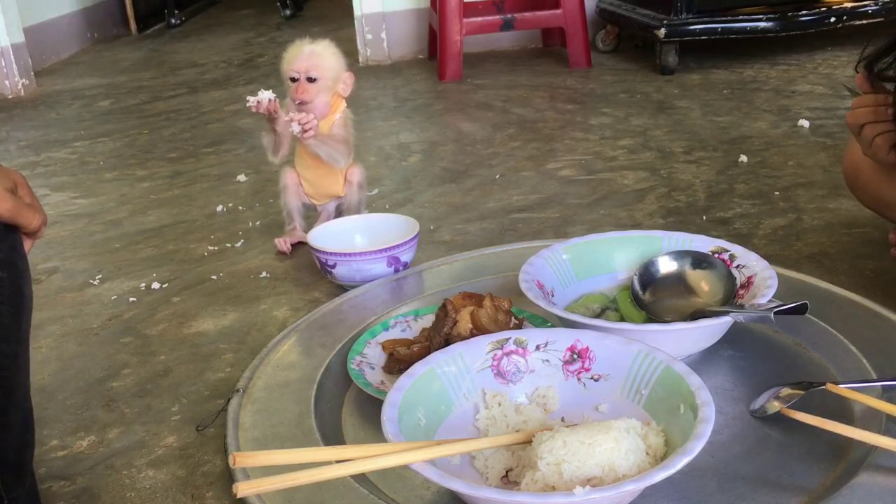 Strange, monkey eating rice with family? - YouTube