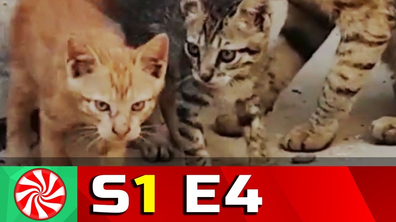 Funny Cat Videos for Kids | S1-EP4 | Cute Kittens || Capture Candy Kids ...