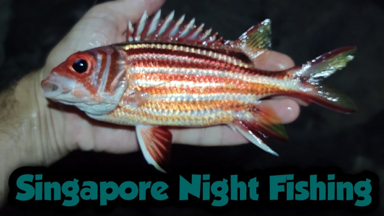 Night Fishing in Singapore for Rare Nocturnal Fish Species - YouTube
