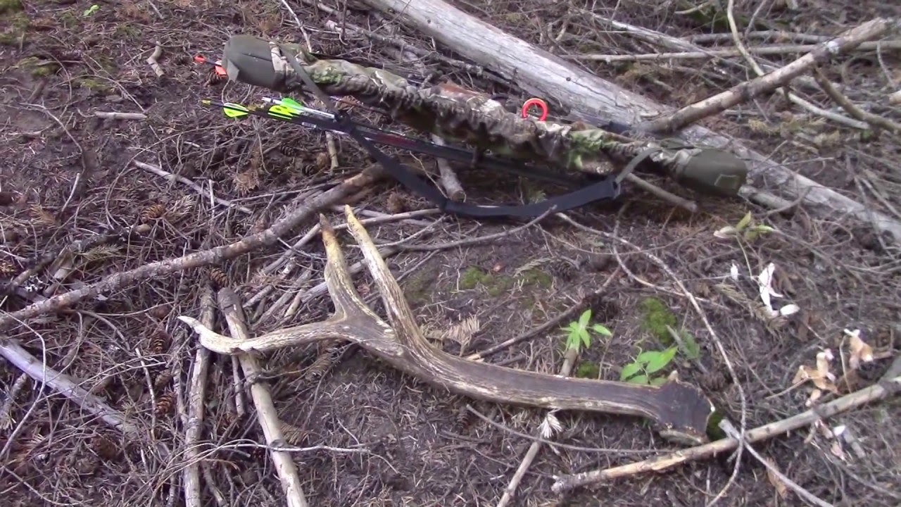 kicker bull elk - YouTube