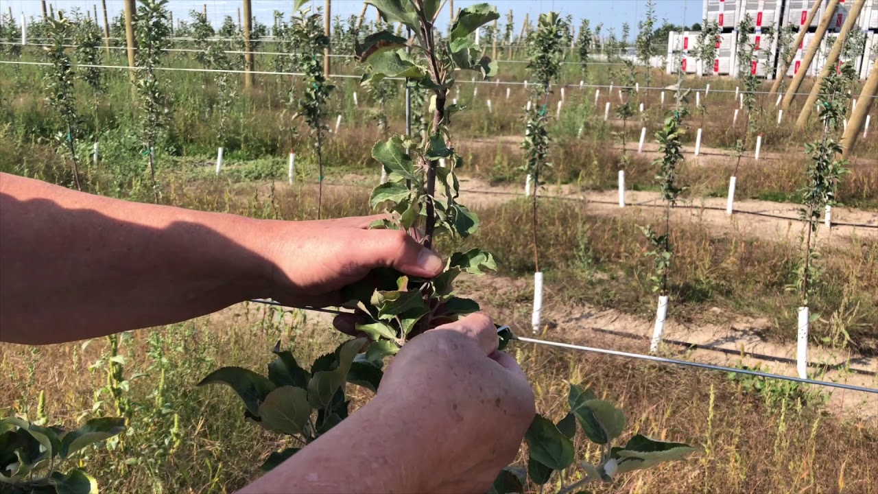 Type C Tree Guide - YouTube